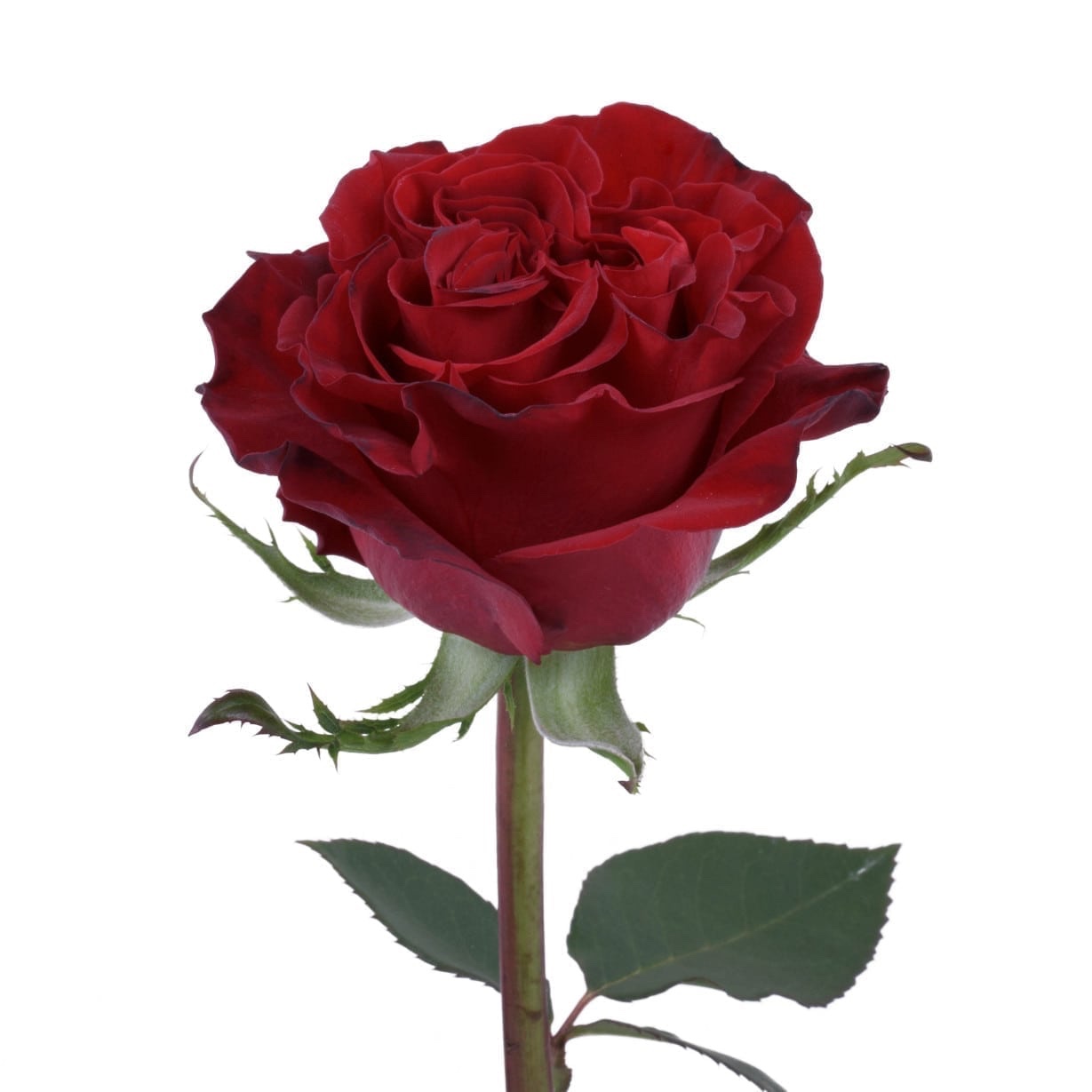 The Self-Reflective “Acceptance Speech!” – 2CJC